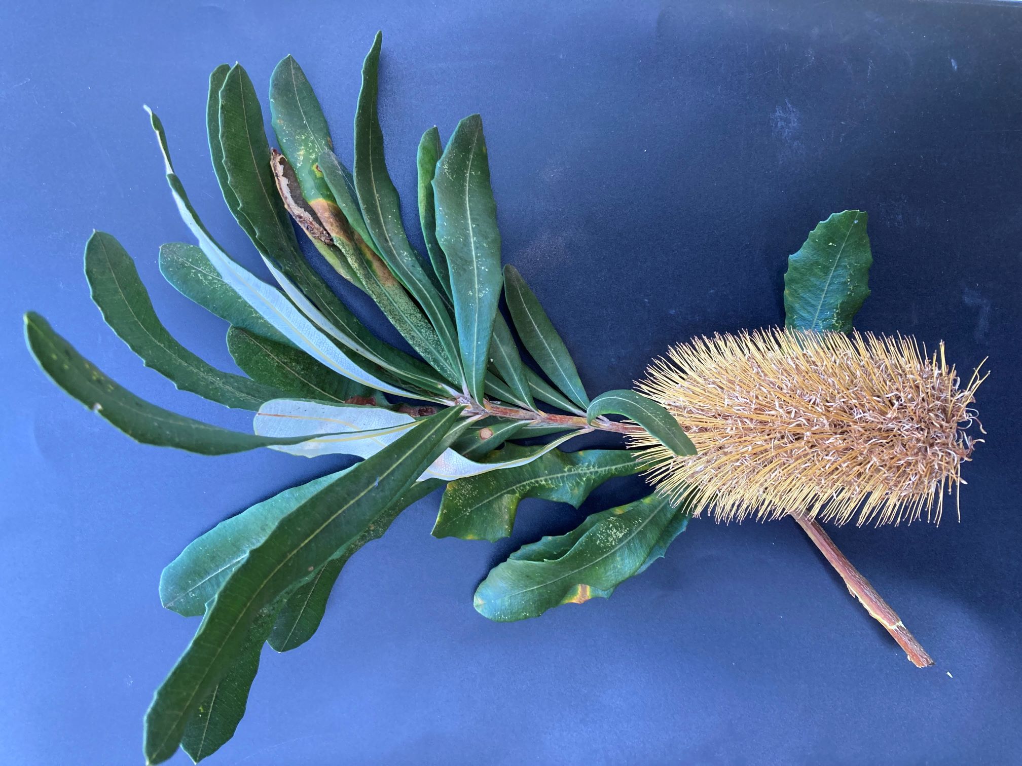 Coast Banksia
